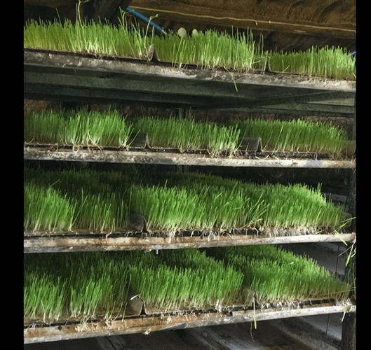 Growing Fodder for Pigs - Countryside